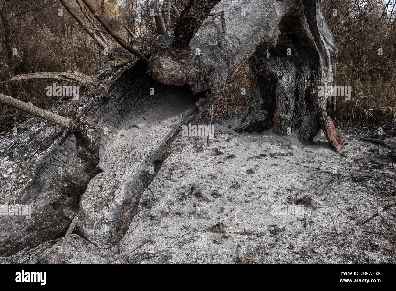 Burnt out tree with ash remnants of a forest fire Stock Photo - Alamy
