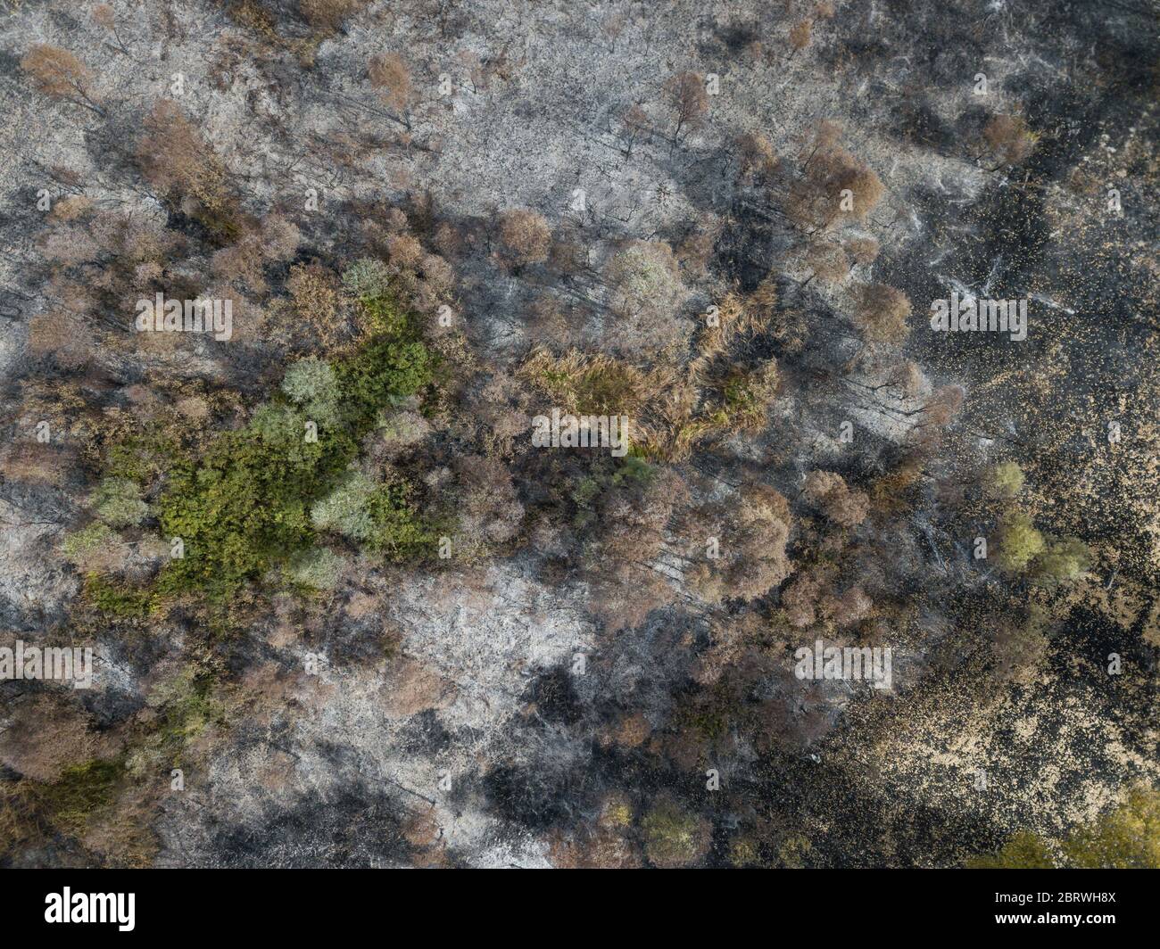 Aerial top view to burnt out trees after forest fire Stock Photo - Alamy