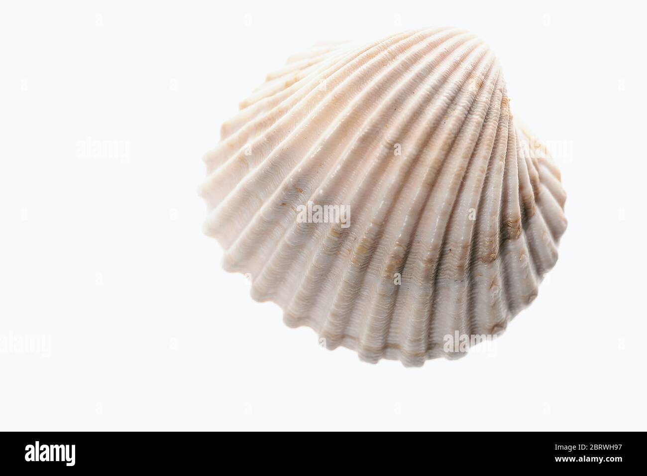 clam mollusk shell isolated on white background Stock Photo - Alamy