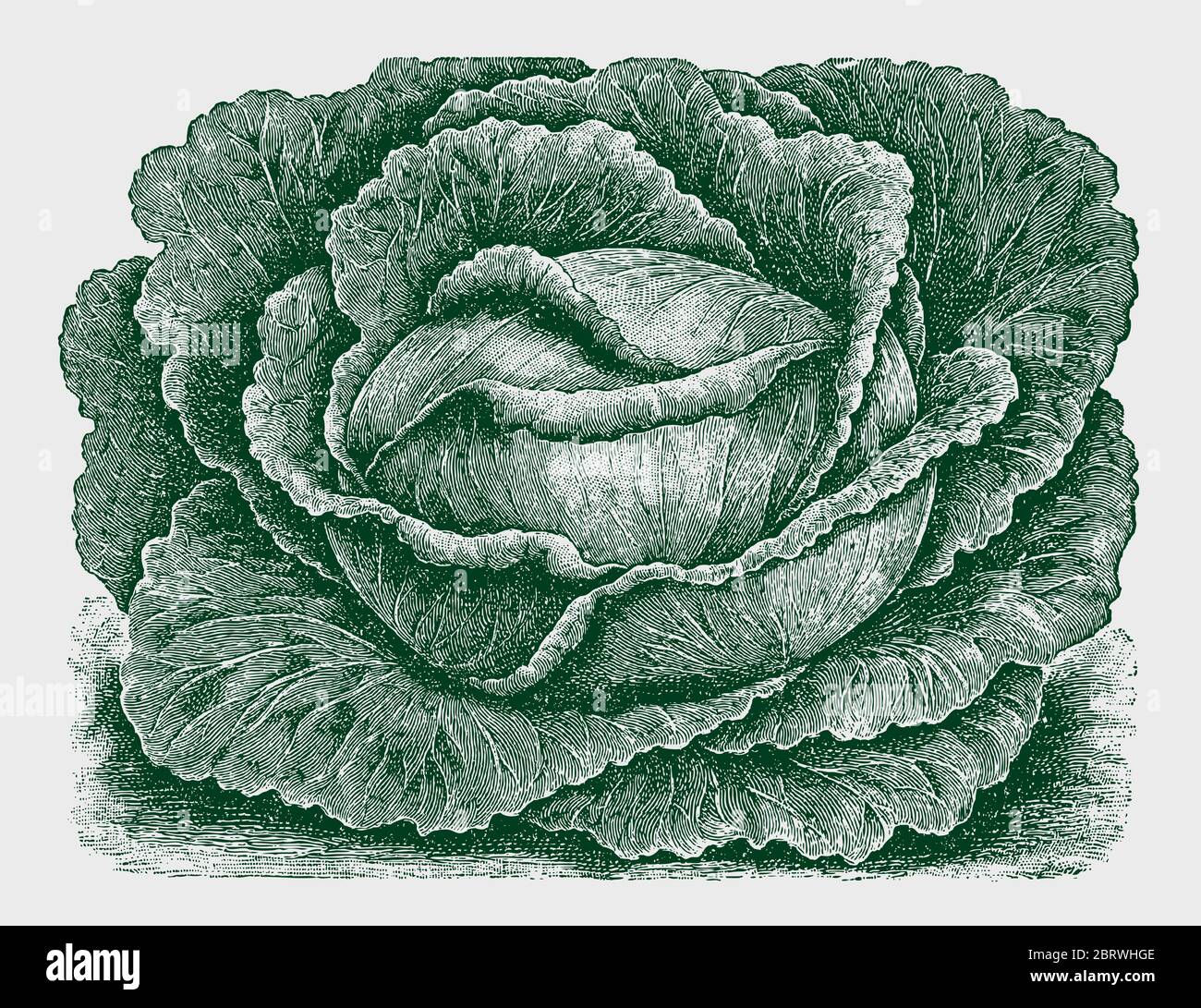 Large flat head cabbage variety. Green colored illustration after a ...