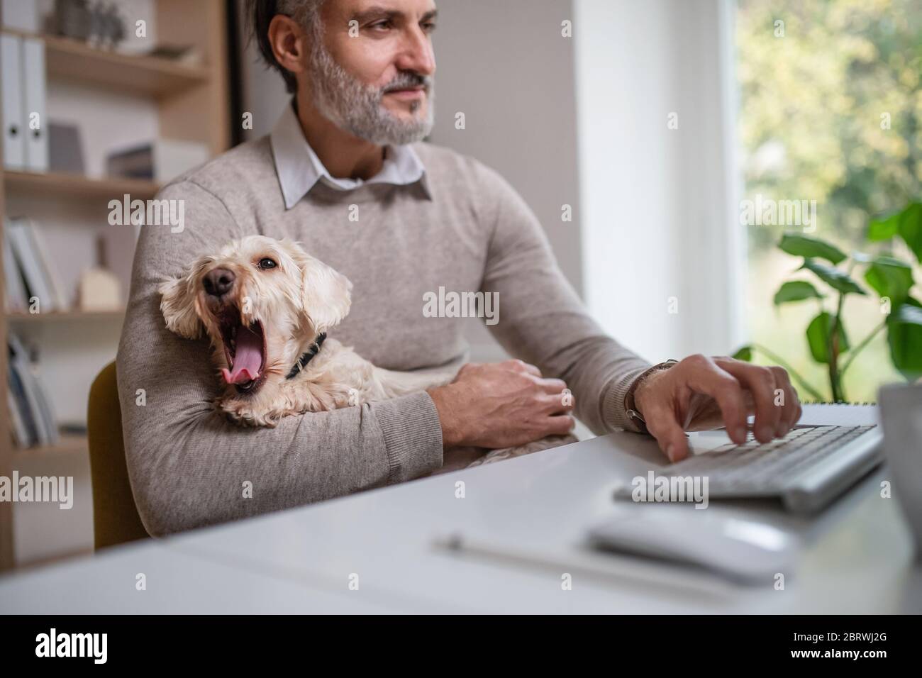 Mature businessman sitting at the desk with dog indoors in office Stock ...