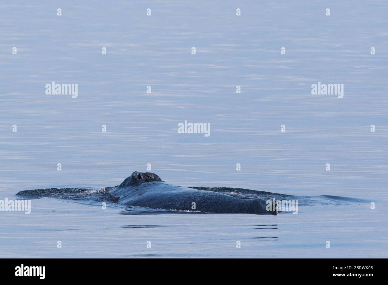 Frederick Sound in the Inside Passage is a popular spot to watch ...