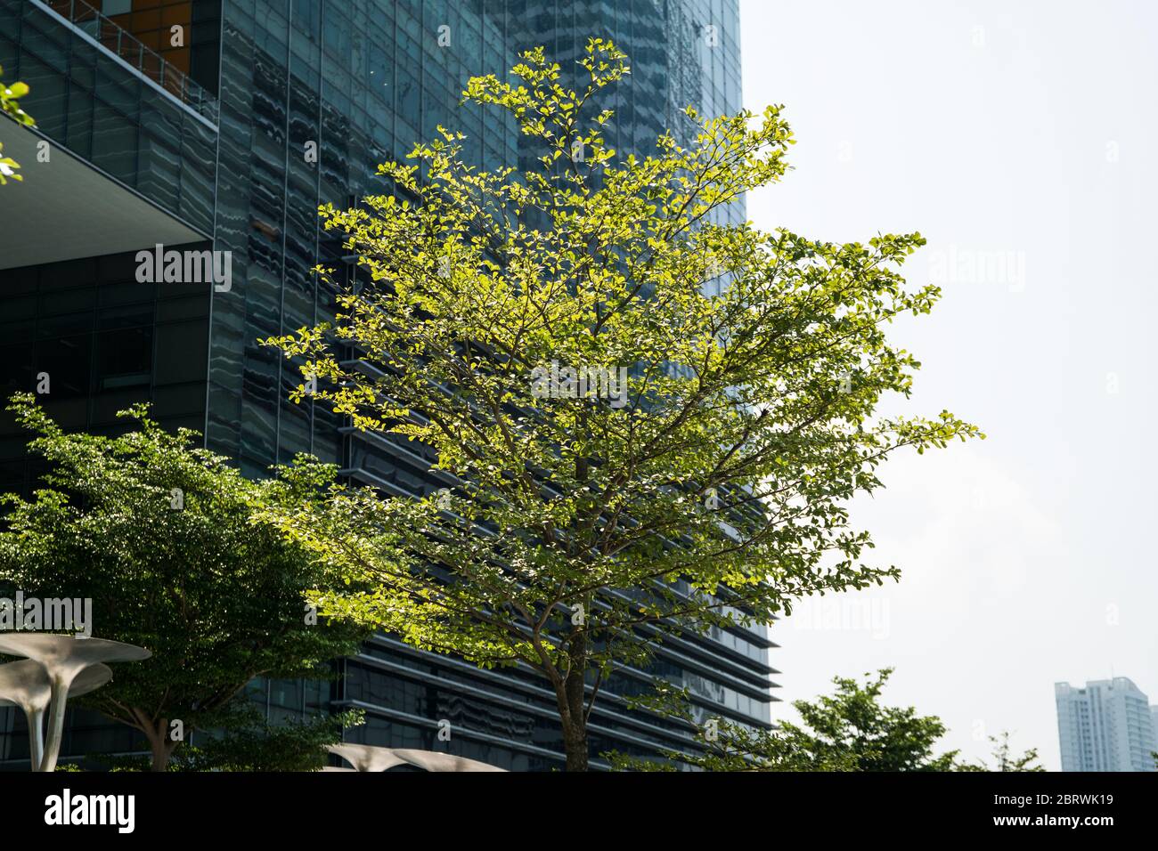 tree building in urban city Stock Photo - Alamy