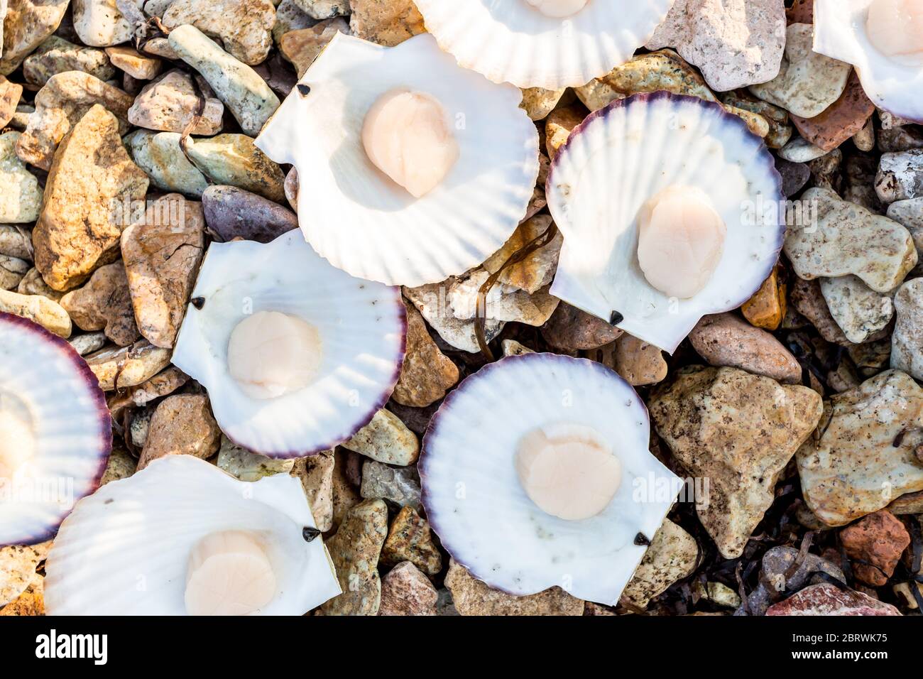 Live scallops hi-res stock photography and images - Alamy