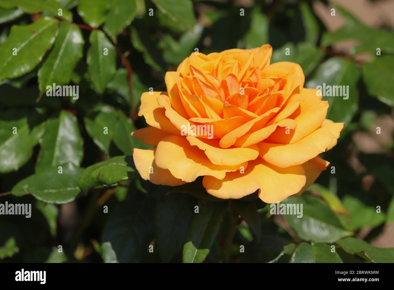 Sunshine on a rose bush hi-res stock photography and images - Alamy