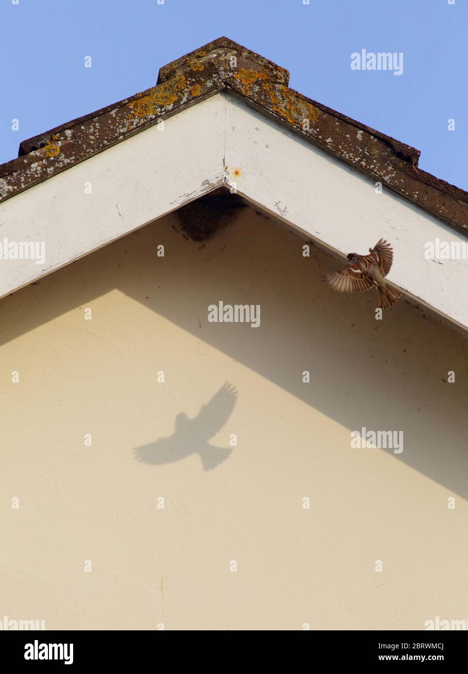 Shadow of common sparrow in flight Stock Photo - Alamy