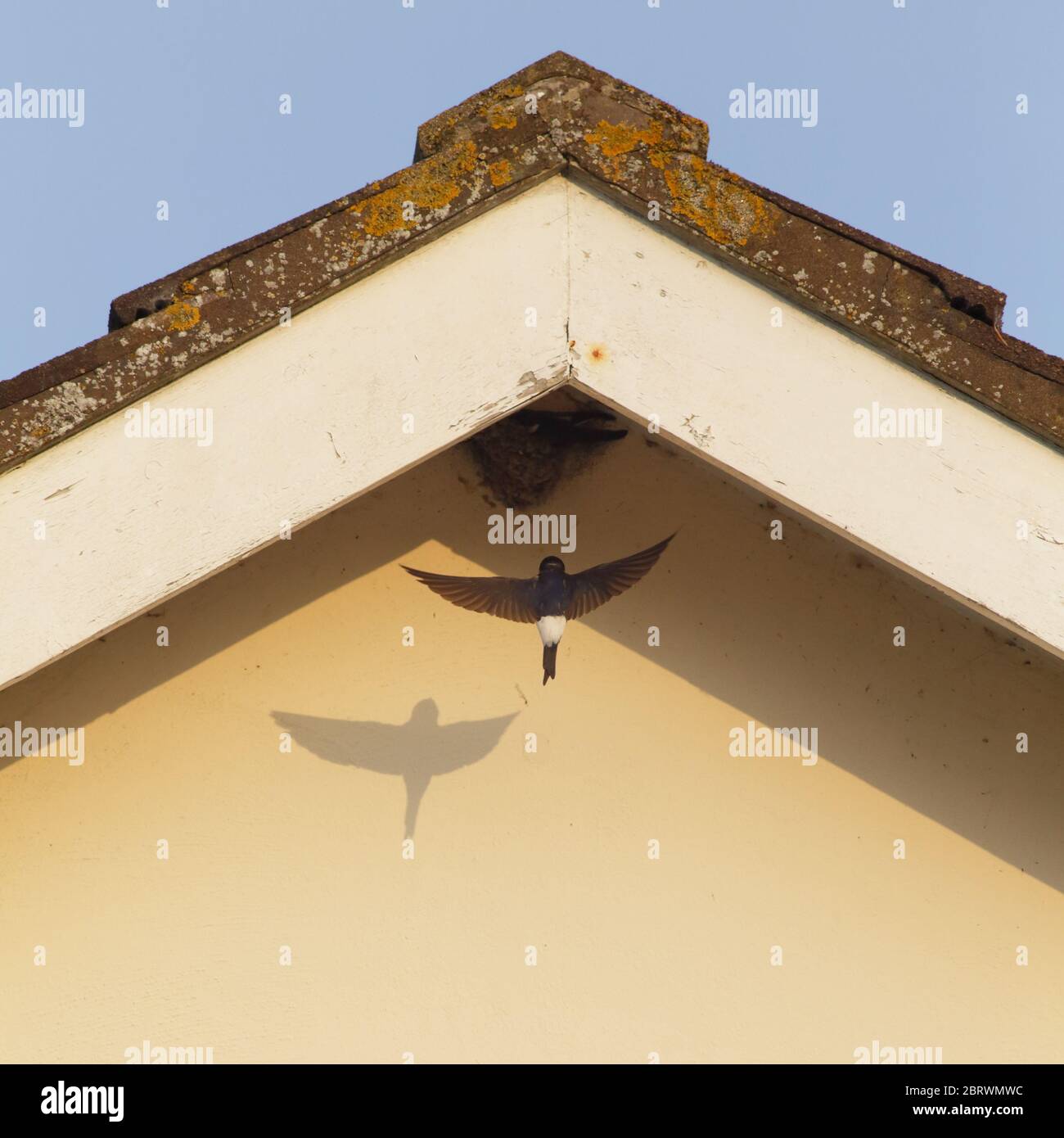 House martin flying to the nest Stock Photo - Alamy