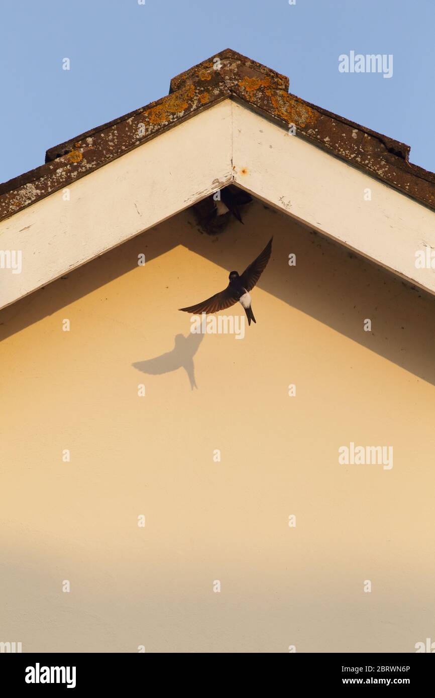 House martin flying to the nest Stock Photo - Alamy