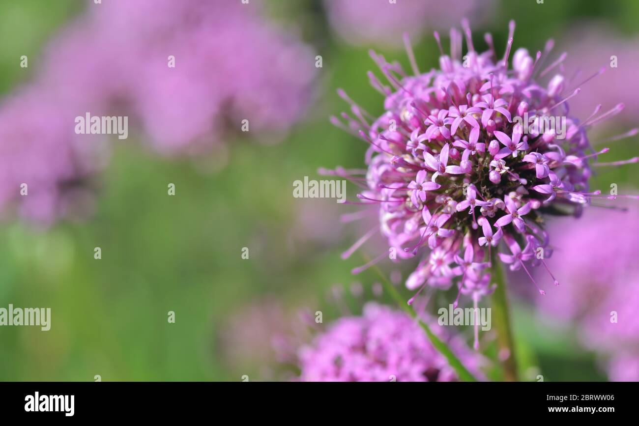 Ornamental garlic hi-res stock photography and images - Alamy