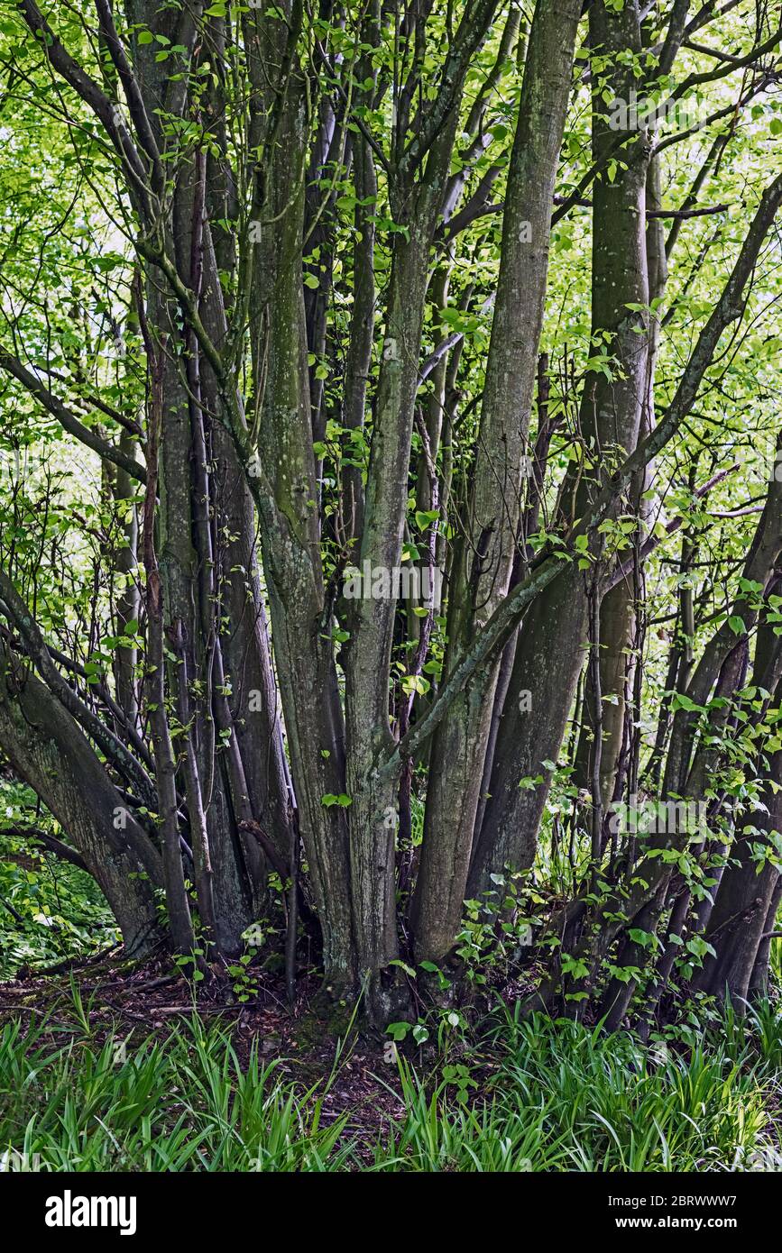 Coppiced trees in forest hi-res stock photography and images - Alamy