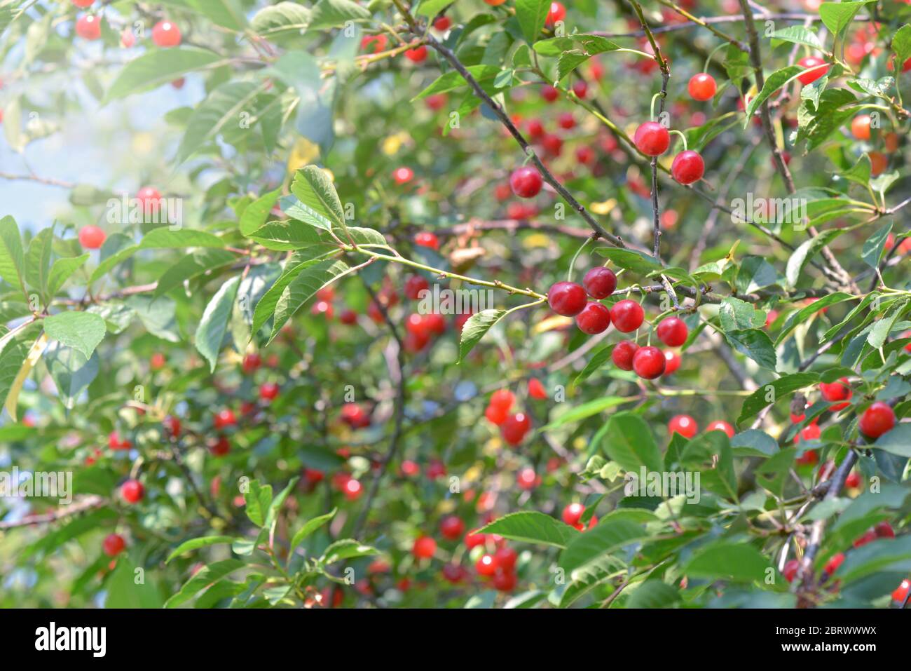 beautiful cherry tree full of red ripe fruits in foliage Stock Photo ...