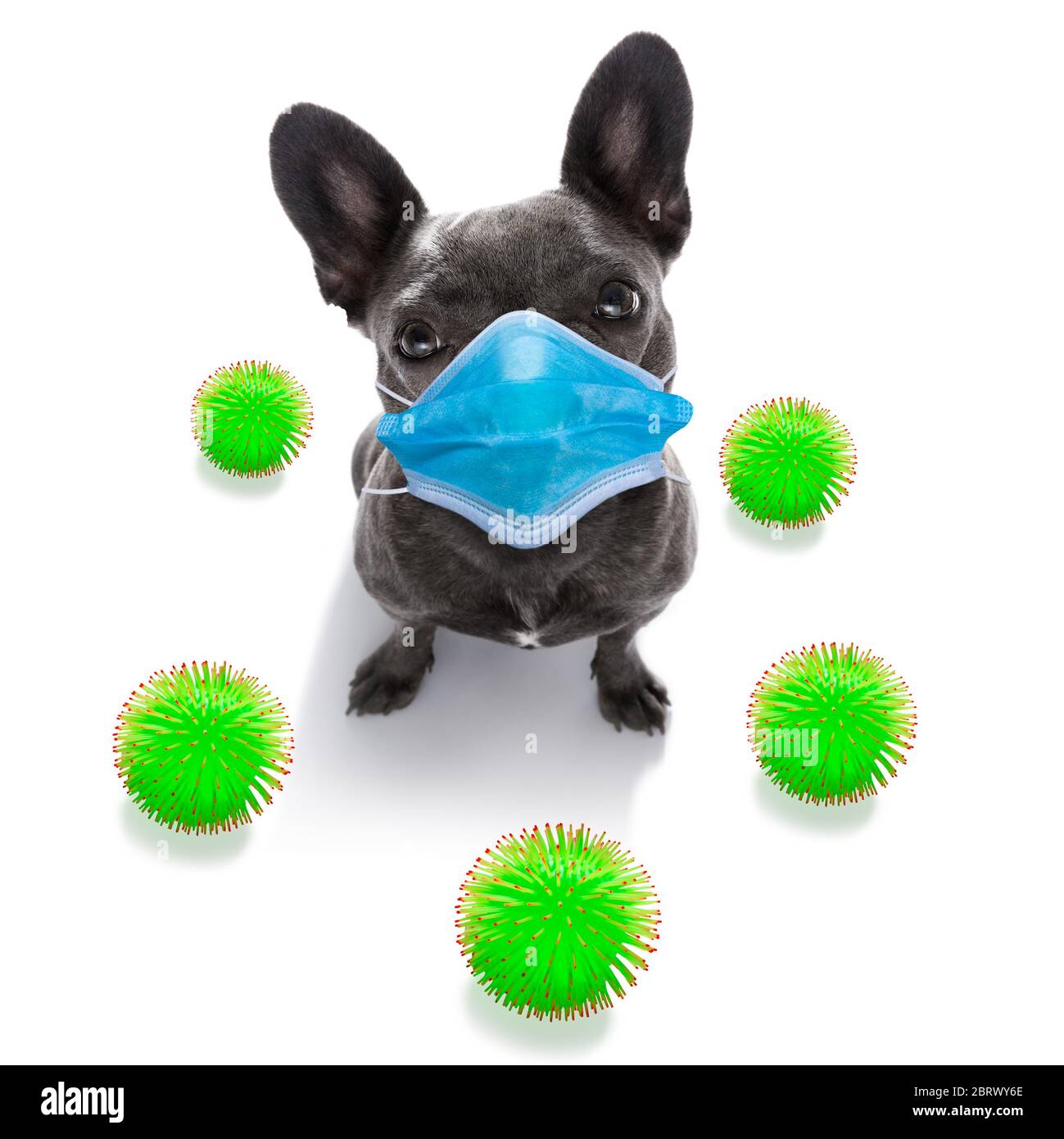 sick and ill french bulldog dog isolated on white background with face ...