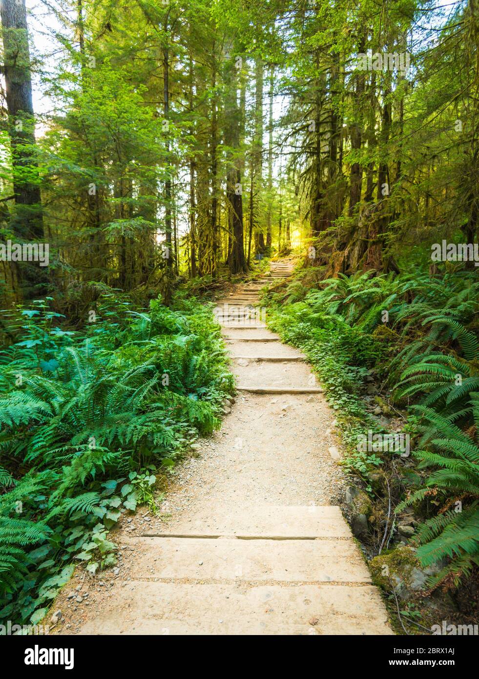 scenic view of path way in the forest with sun light Stock Photo - Alamy