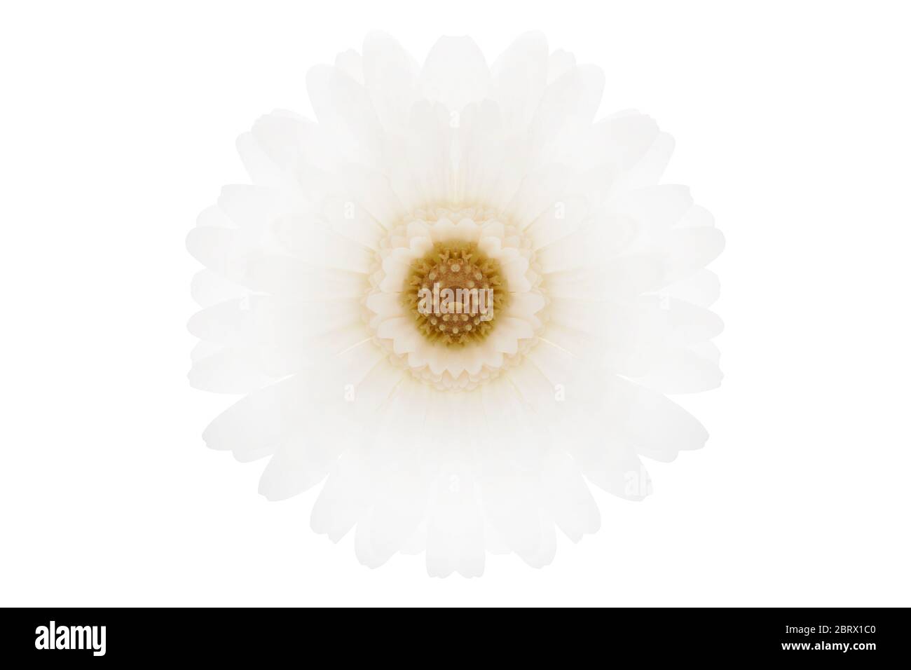 White silk flower Stock Photo - Alamy