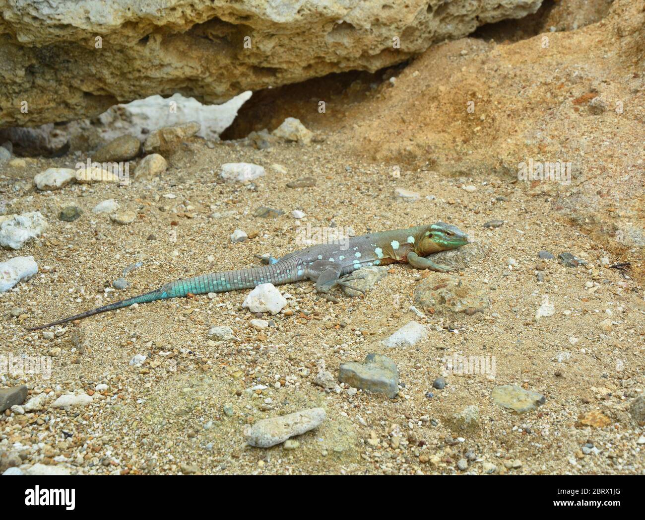 Blue lizard hi-res stock photography and images - Alamy