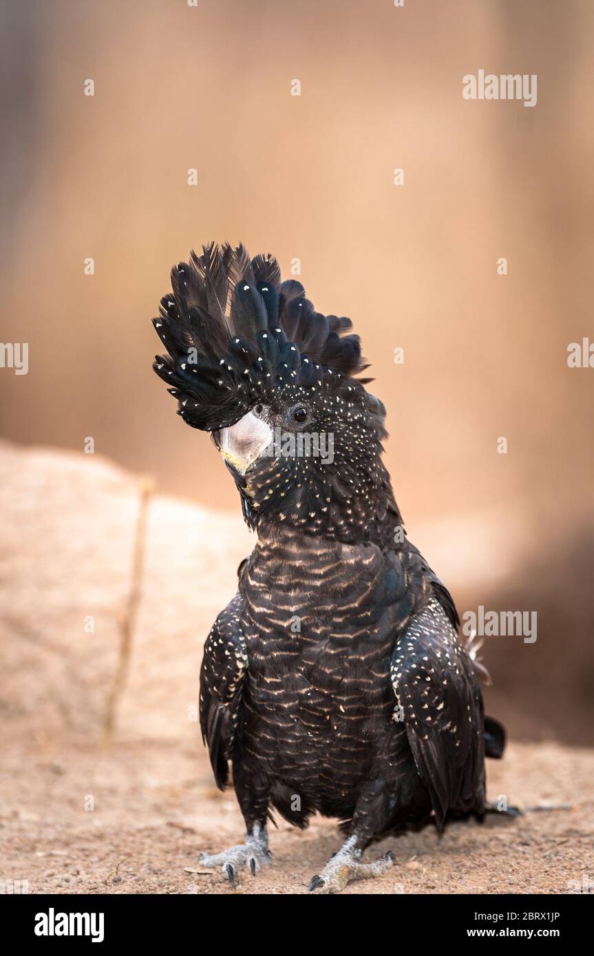 Wary of predators a female Red-tail black cockatoo hesitantly ...