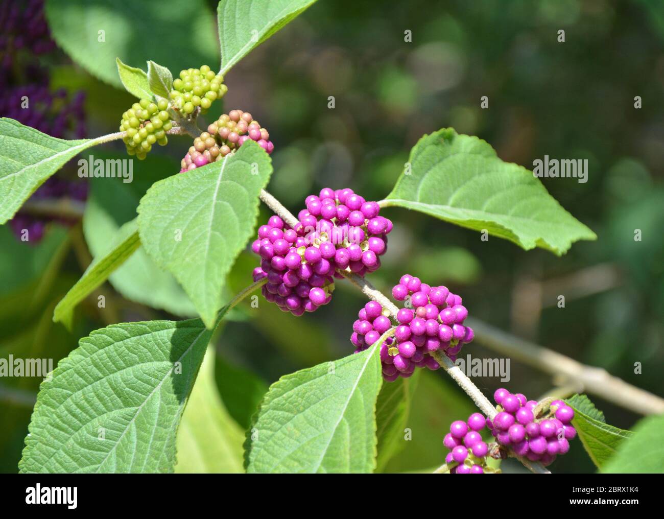 American beautyberry hi-res stock photography and images - Alamy