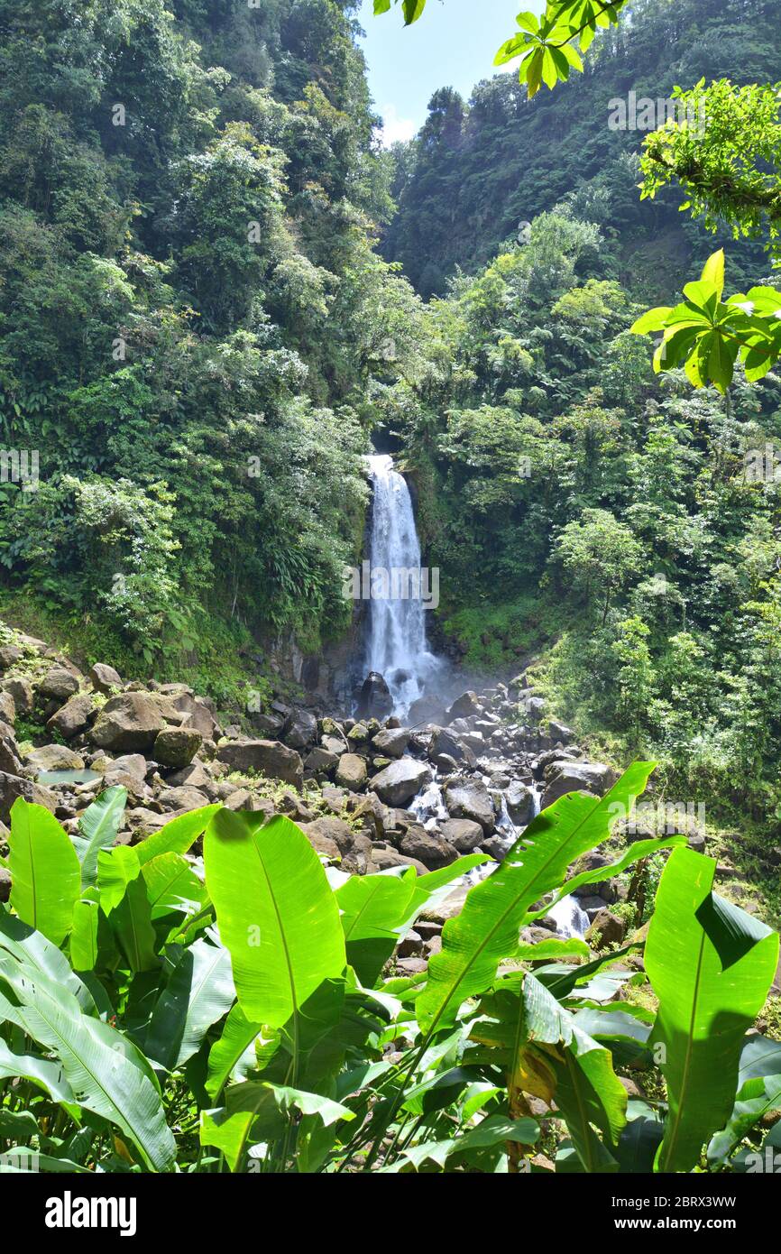 Tropical jungle and waterfall in Dominica Stock Photo - Alamy