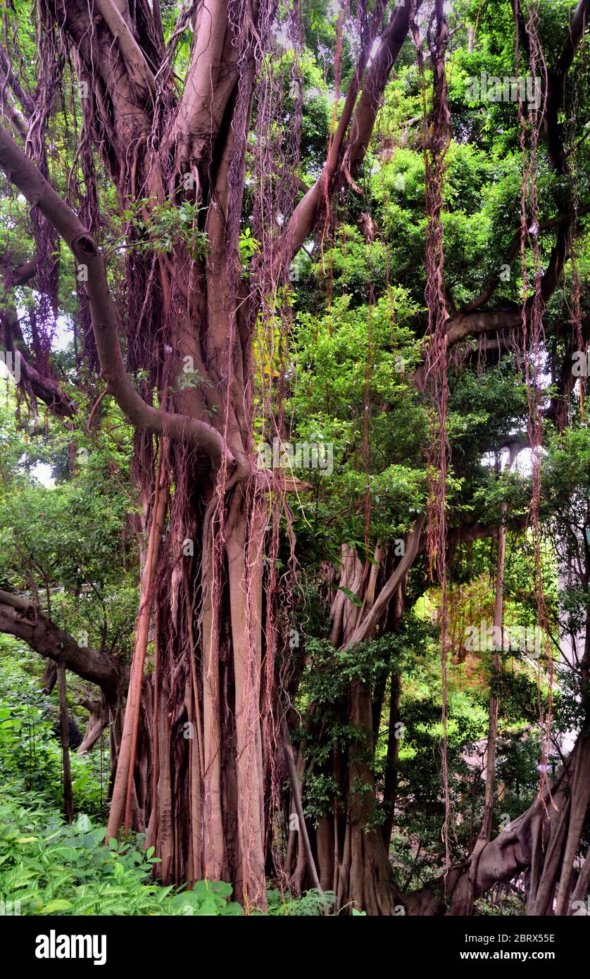 Tree on slope hi-res stock photography and images - Alamy