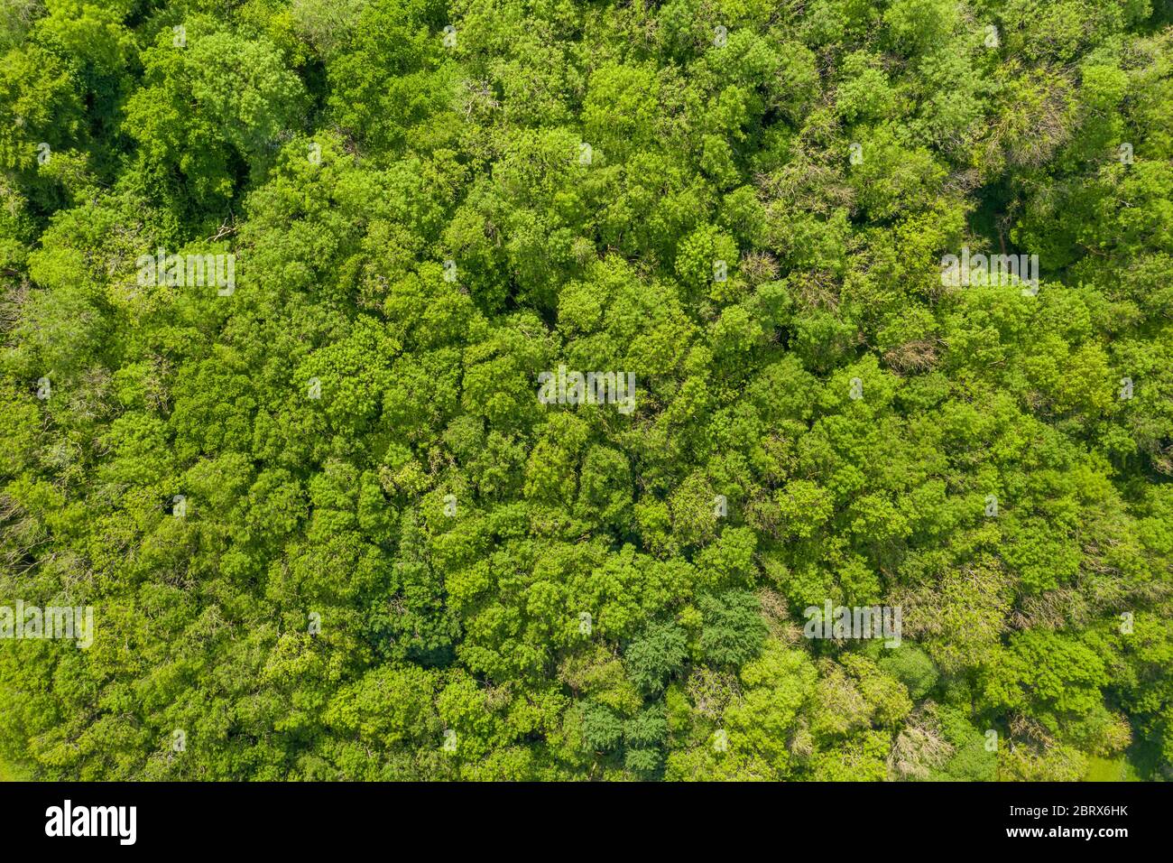 Aerial view of the forest Stock Photo - Alamy