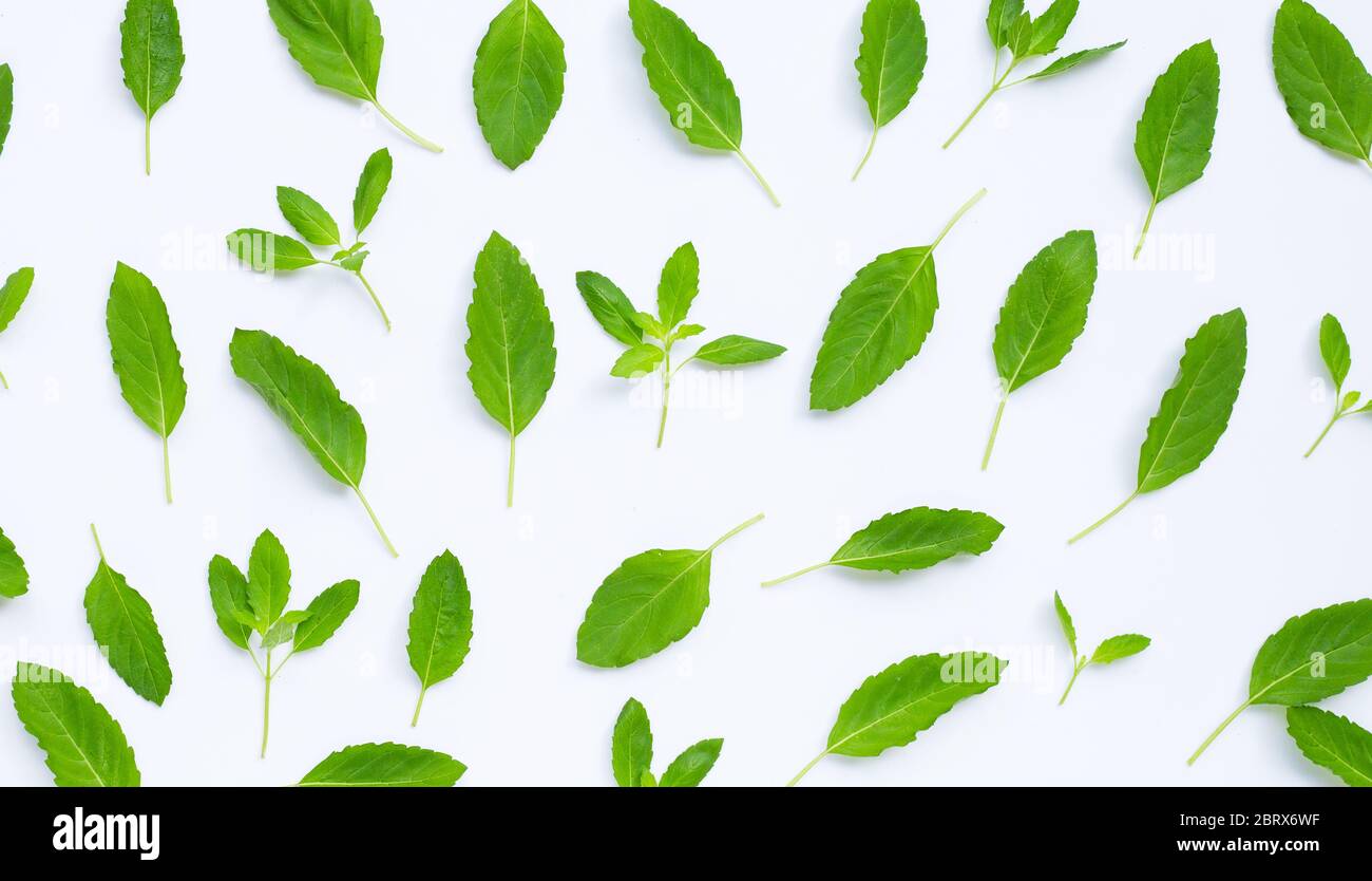 Fresh holy basil leaves on white background. Top view Stock Photo - Alamy