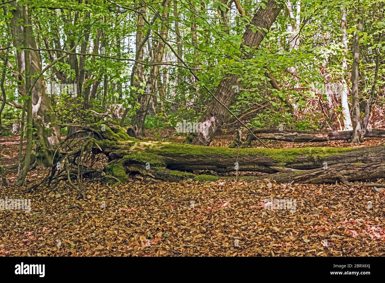 Large uprooted tree with exposed roots in a forest in Angus, Scotland ...