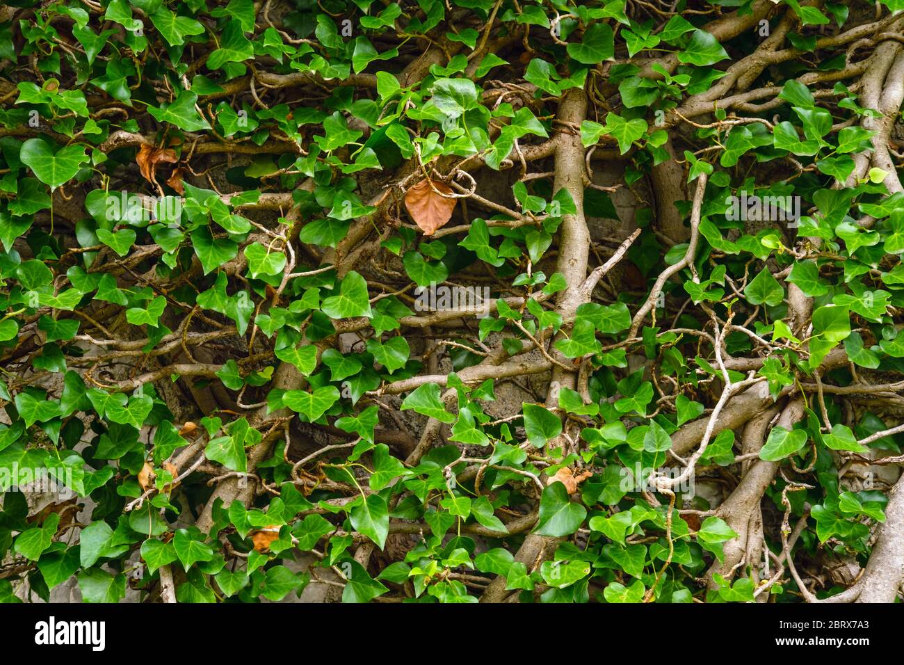 Evergreen vine hi-res stock photography and images - Alamy