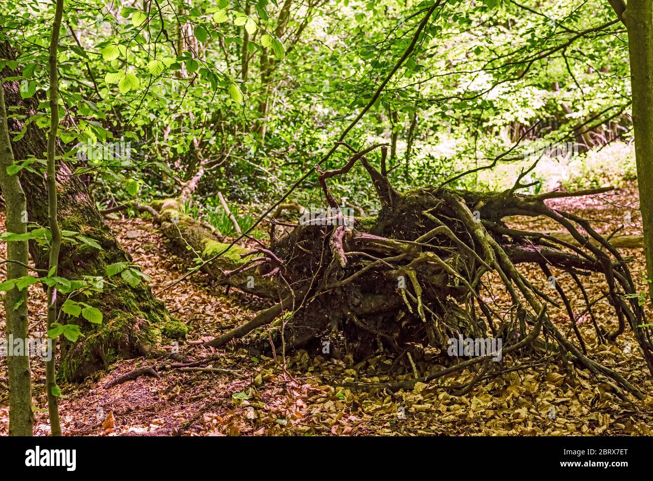 Large uprooted tree with exposed roots in a forest in Angus, Scotland ...
