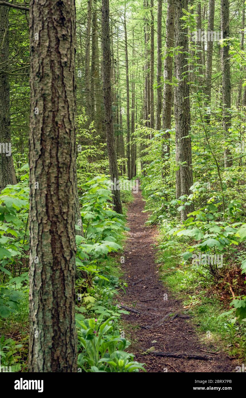 Long straight forest path in Angus, Scotland, UK Stock Photo - Alamy