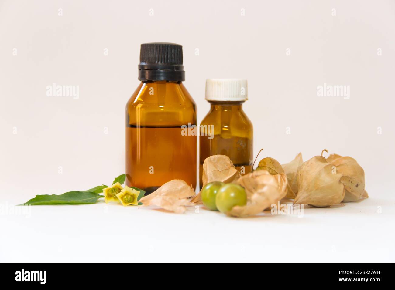 Cardiospermum halicacabum aromatic medicinal plant Stock Photo - Alamy