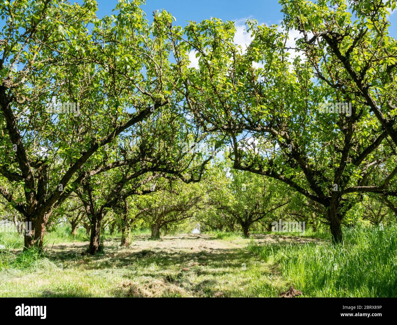 Mature fruit trees hi-res stock photography and images - Alamy