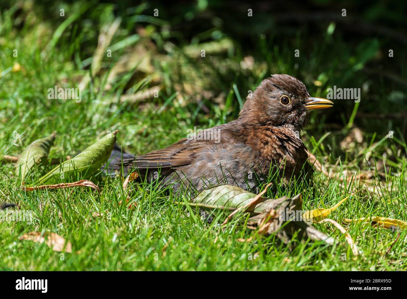 Female Blackbird sunbathing Stock Photo - Alamy