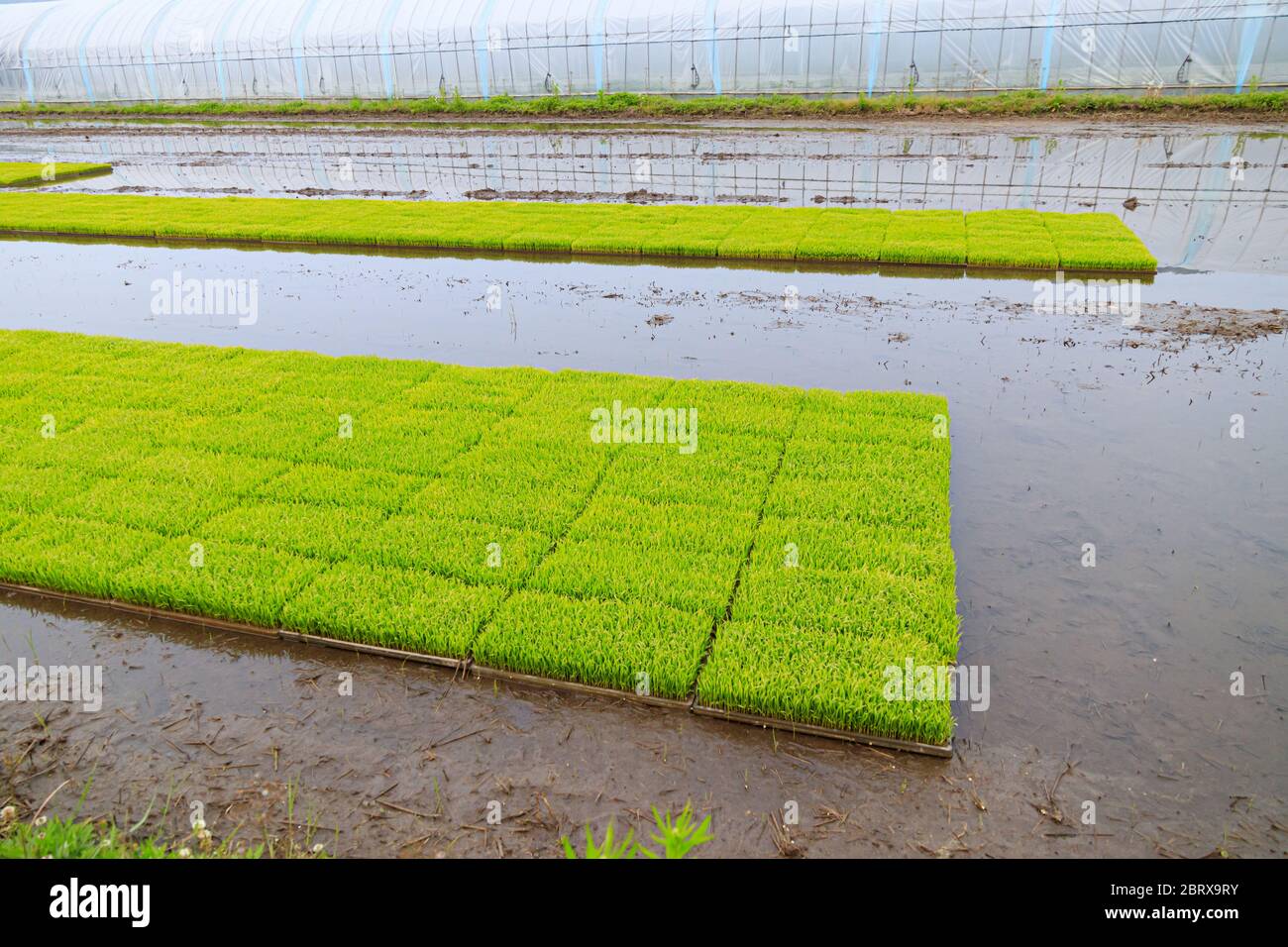 Korean traditional rice farming. Korean rice farming scenery. Korean ...