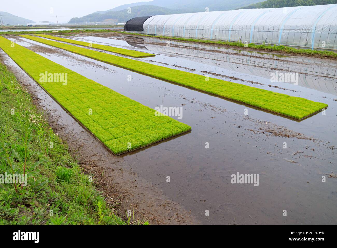 Korean traditional rice farming. Korean rice farming scenery. Korean ...