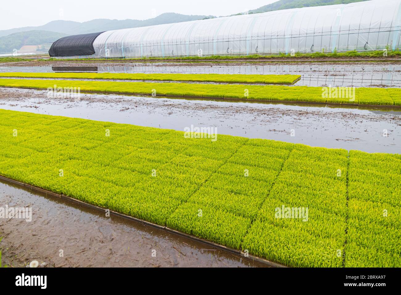 Korean traditional rice farming. Korean rice farming scenery. Korean ...