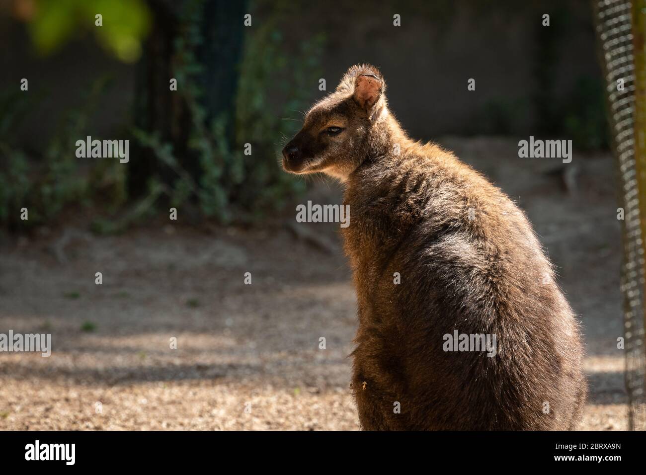 Portrait of a red necked wallaby in a zoo, sunny day in spring Stock ...