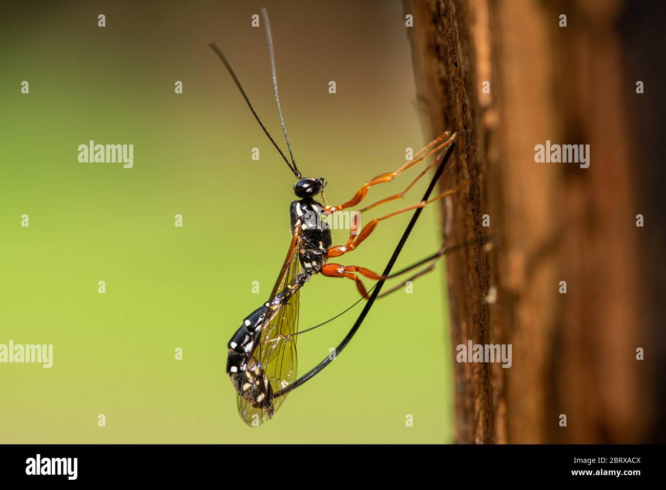 A female sabre wasp (Rhyssa persuasoria, Ichneumonidae) drilling into ...