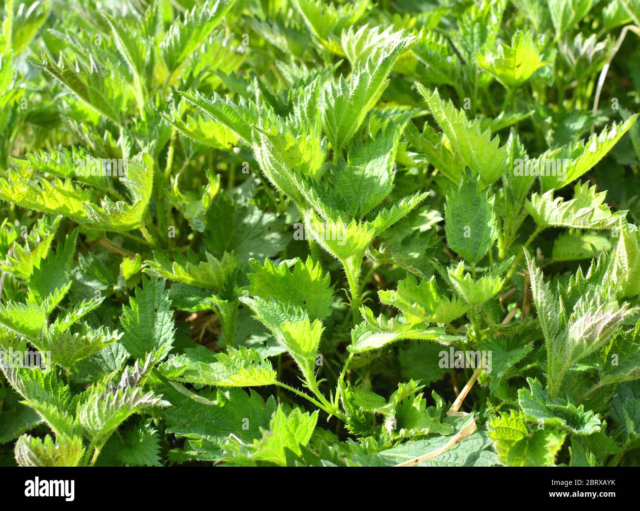 Wild nettles growing in the garden Stock Photo - Alamy