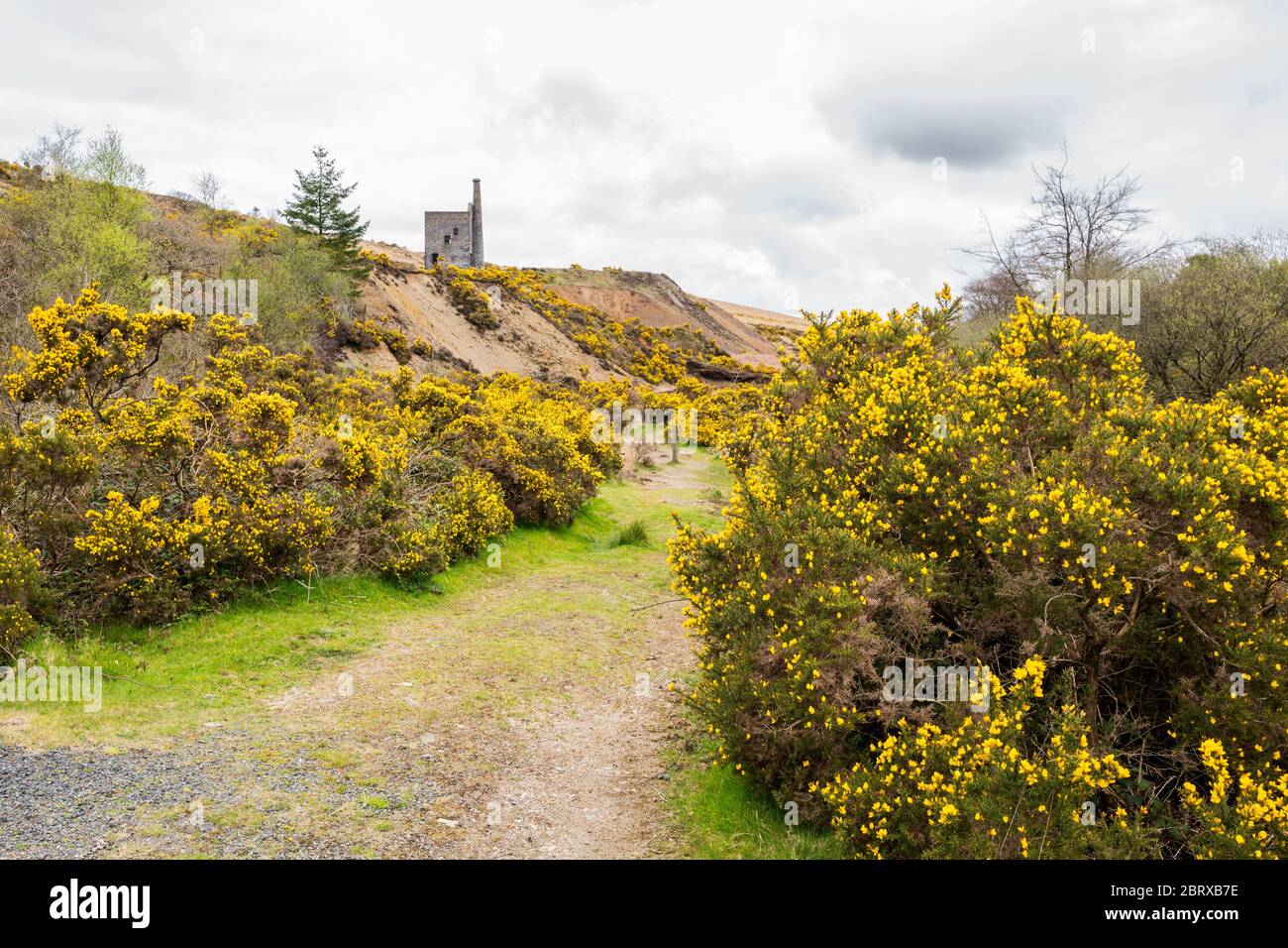 The ruin of the engine house of Wheal Betsy Mine, with its leaning ...