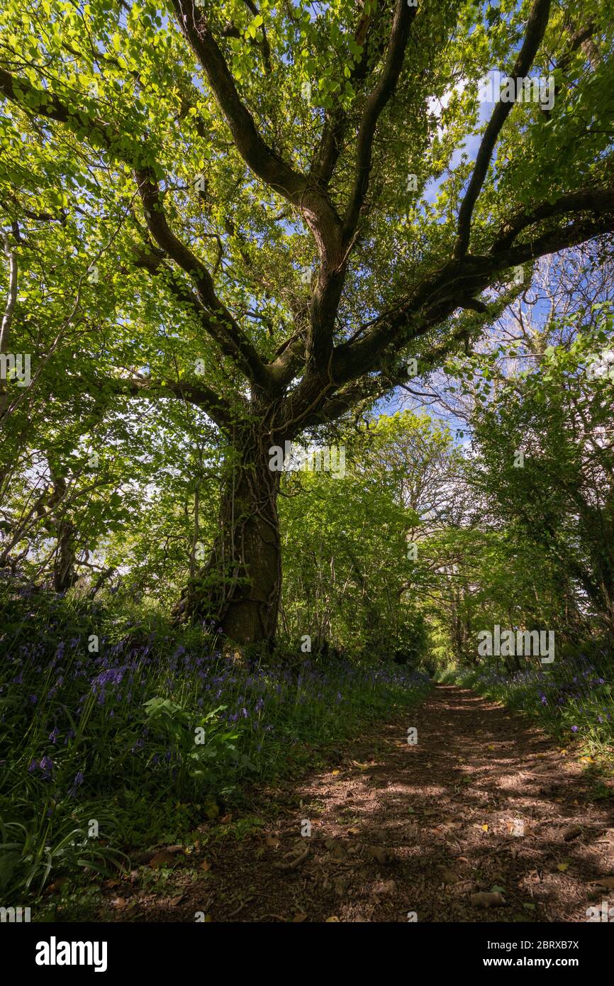 Trees green and pleasant land hi-res stock photography and images - Alamy