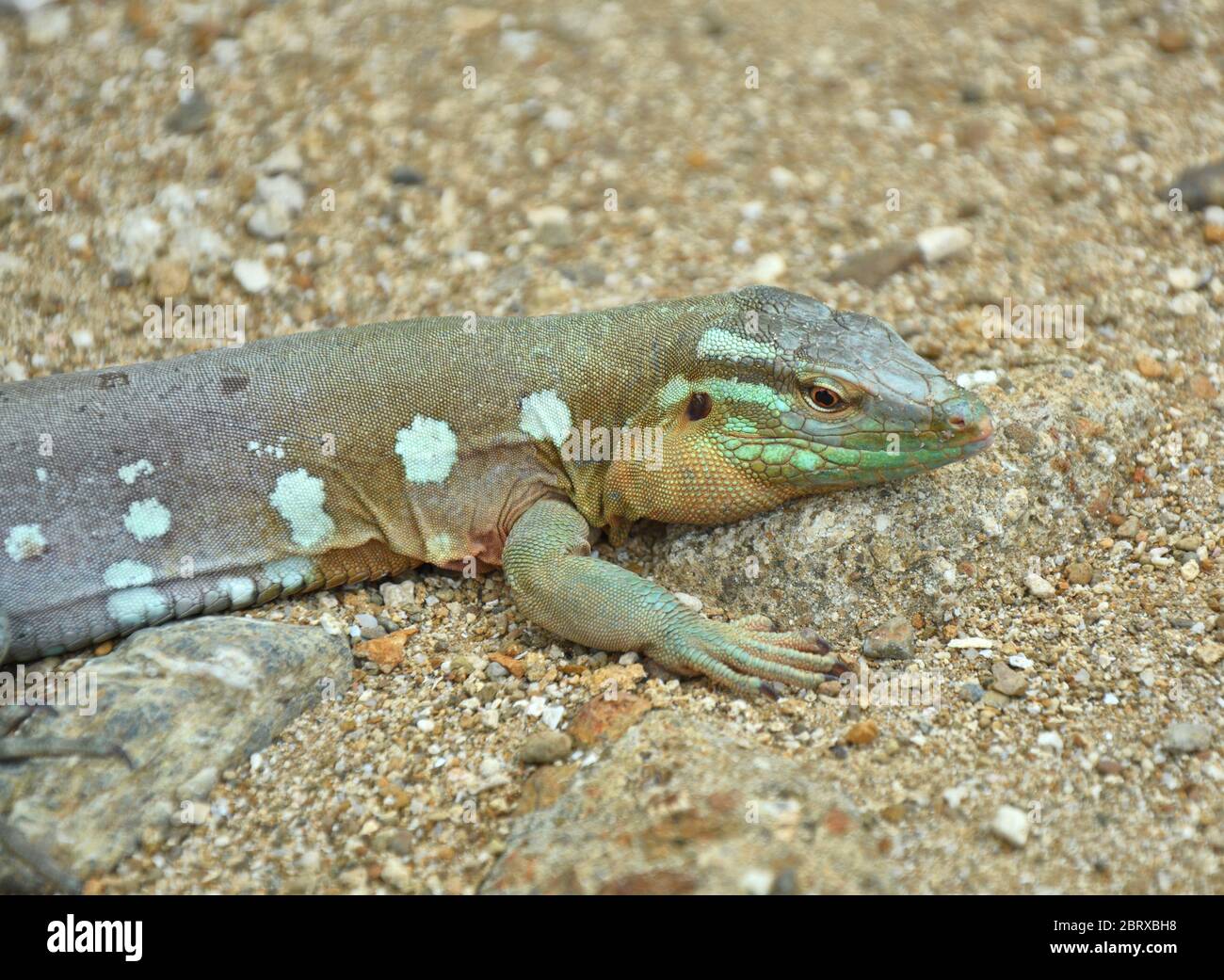 Blue Whiptail Lizard