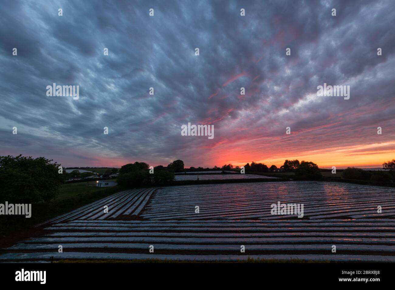 One month old maize sown under plastic Stock Photo - Alamy