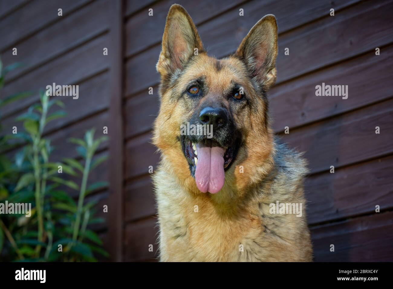 German Shepherd Dog Portrait Stock Photo - Alamy