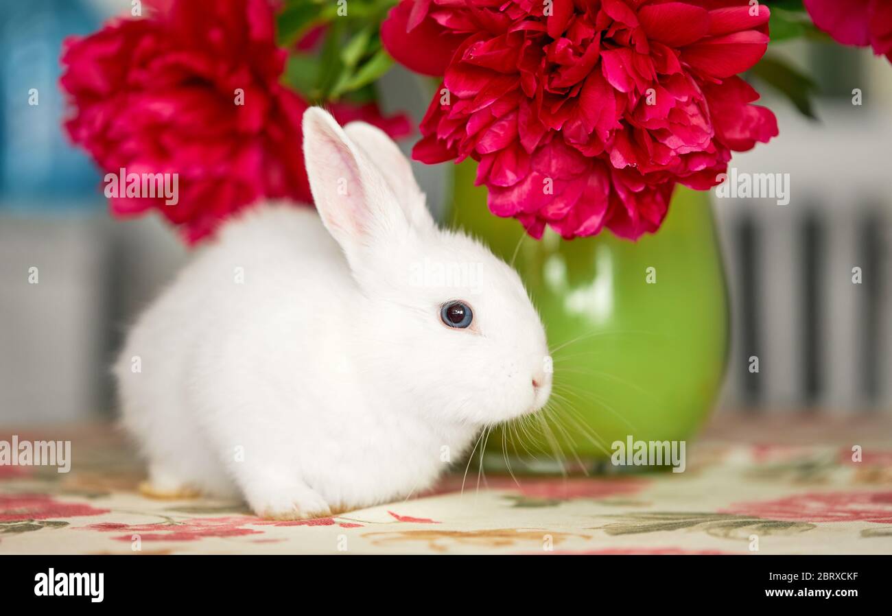 Little cute white rabbit in basket with spring flowers Stock Photo - Alamy