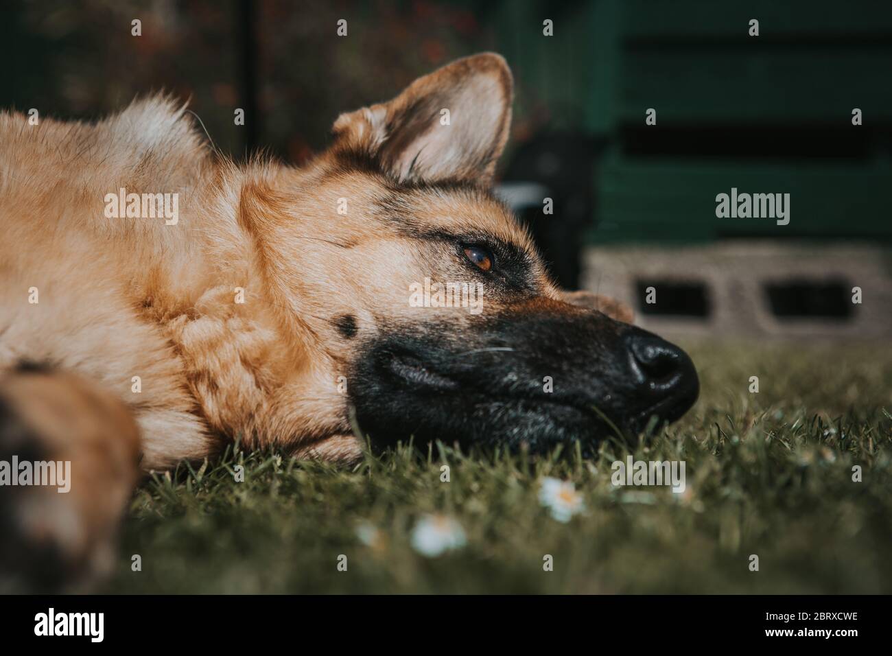 German Shepherd Dog, Alsatian against a bright blue sky Stock Photo - Alamy