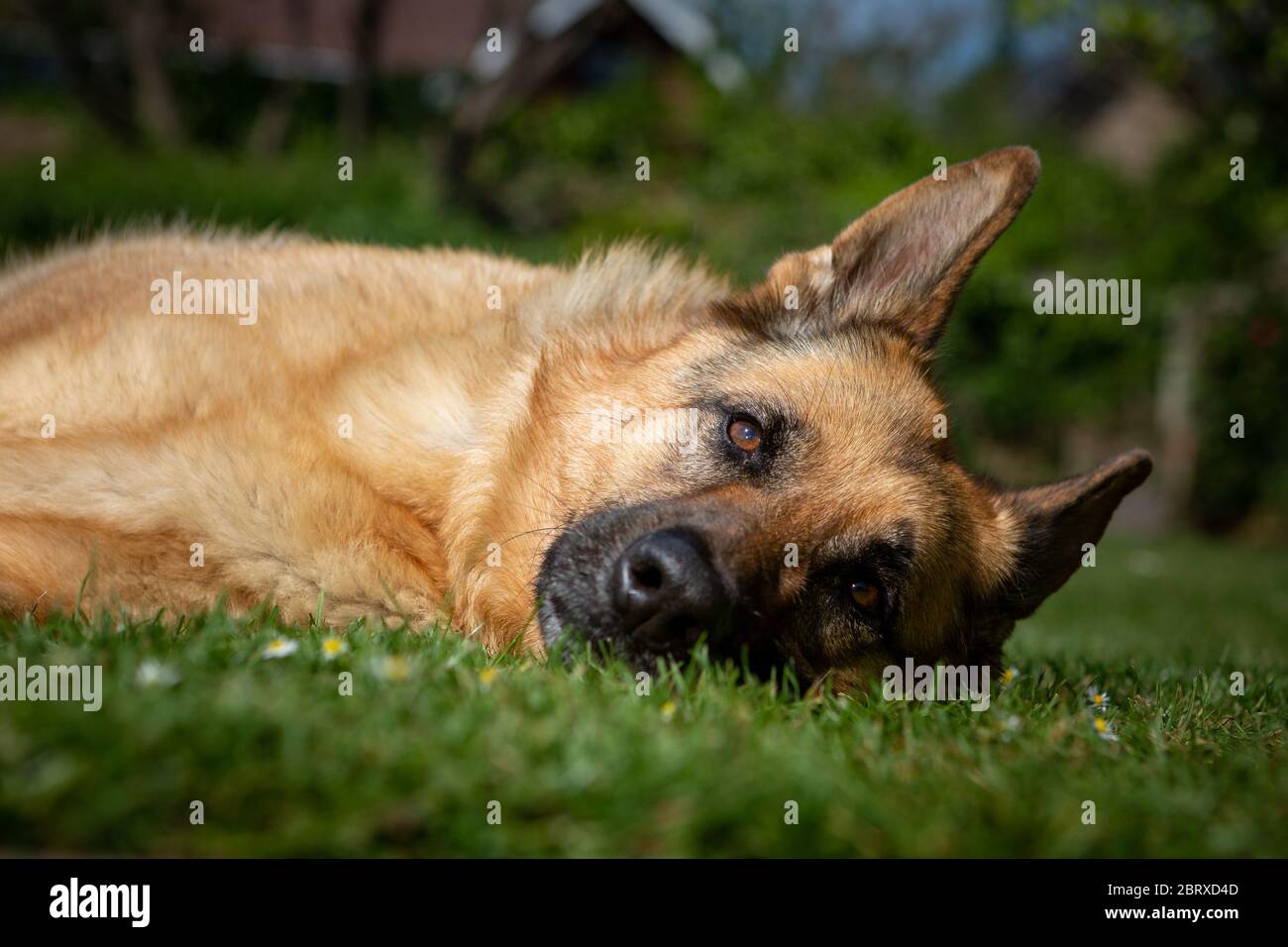 German Shepherd Dog, Alsatian against a bright blue sky Stock Photo - Alamy