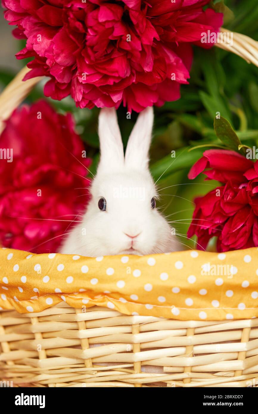 Little cute white rabbit in basket with spring flowers Stock Photo - Alamy