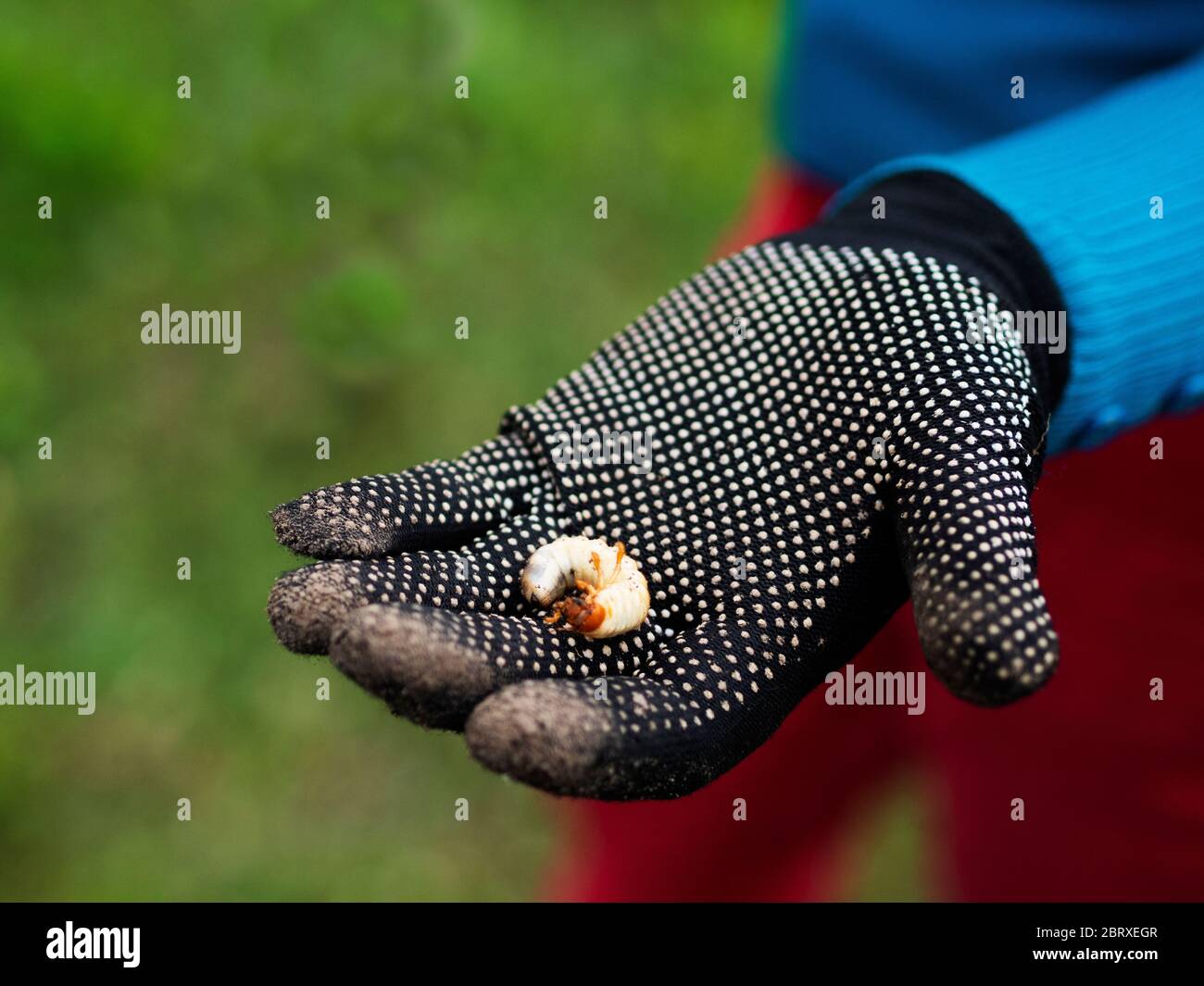 Senior Caucasian woman shows hands dug out of the ground beetle larvae ...