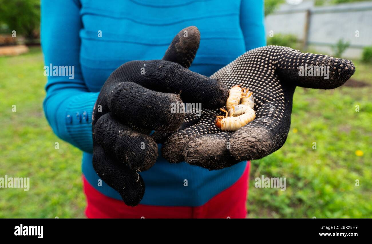 Senior Caucasian woman shows hands dug out of the ground beetle larvae ...