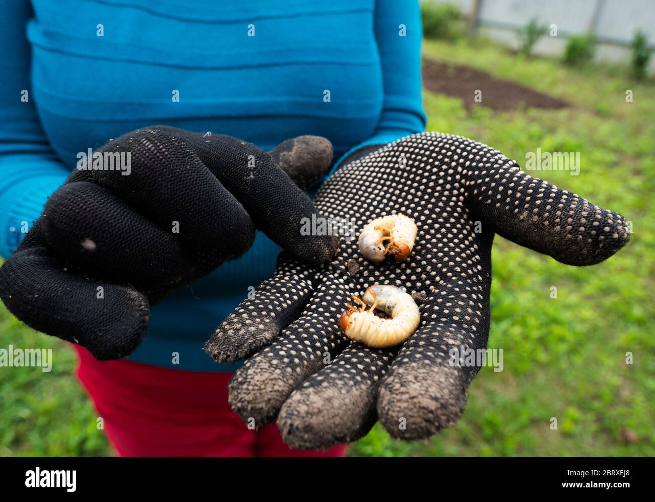 Ground beetle larvae hi-res stock photography and images - Alamy